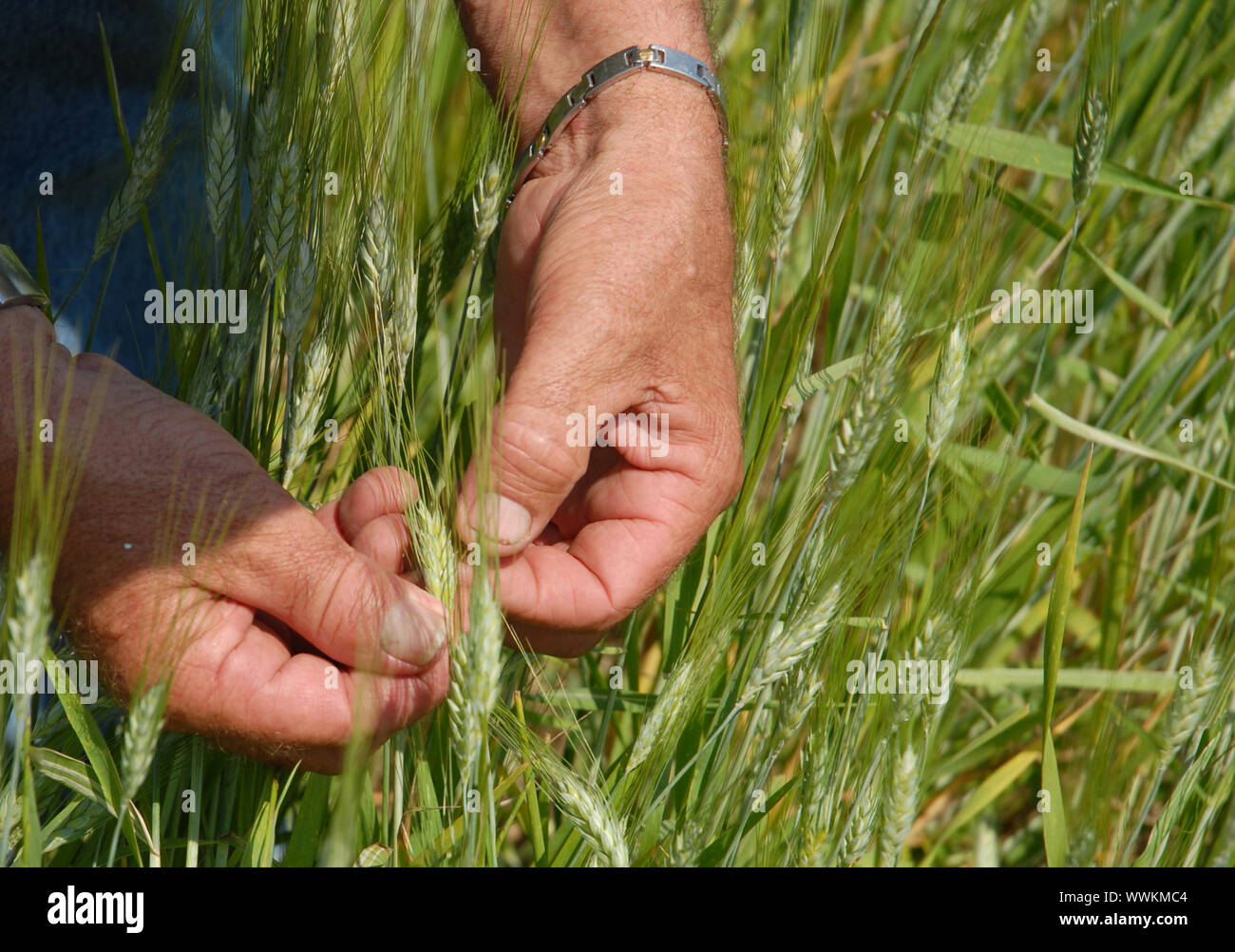 photo of farmer's hand examining the wheat Stock Photo - Alamy