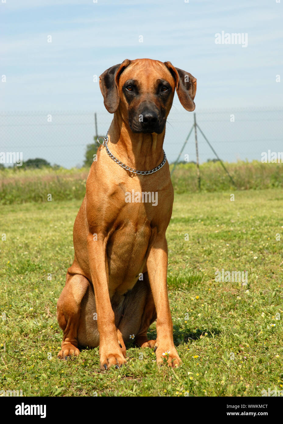 Rhodesian ridgeback guard dog hi-res stock photography and images - Alamy