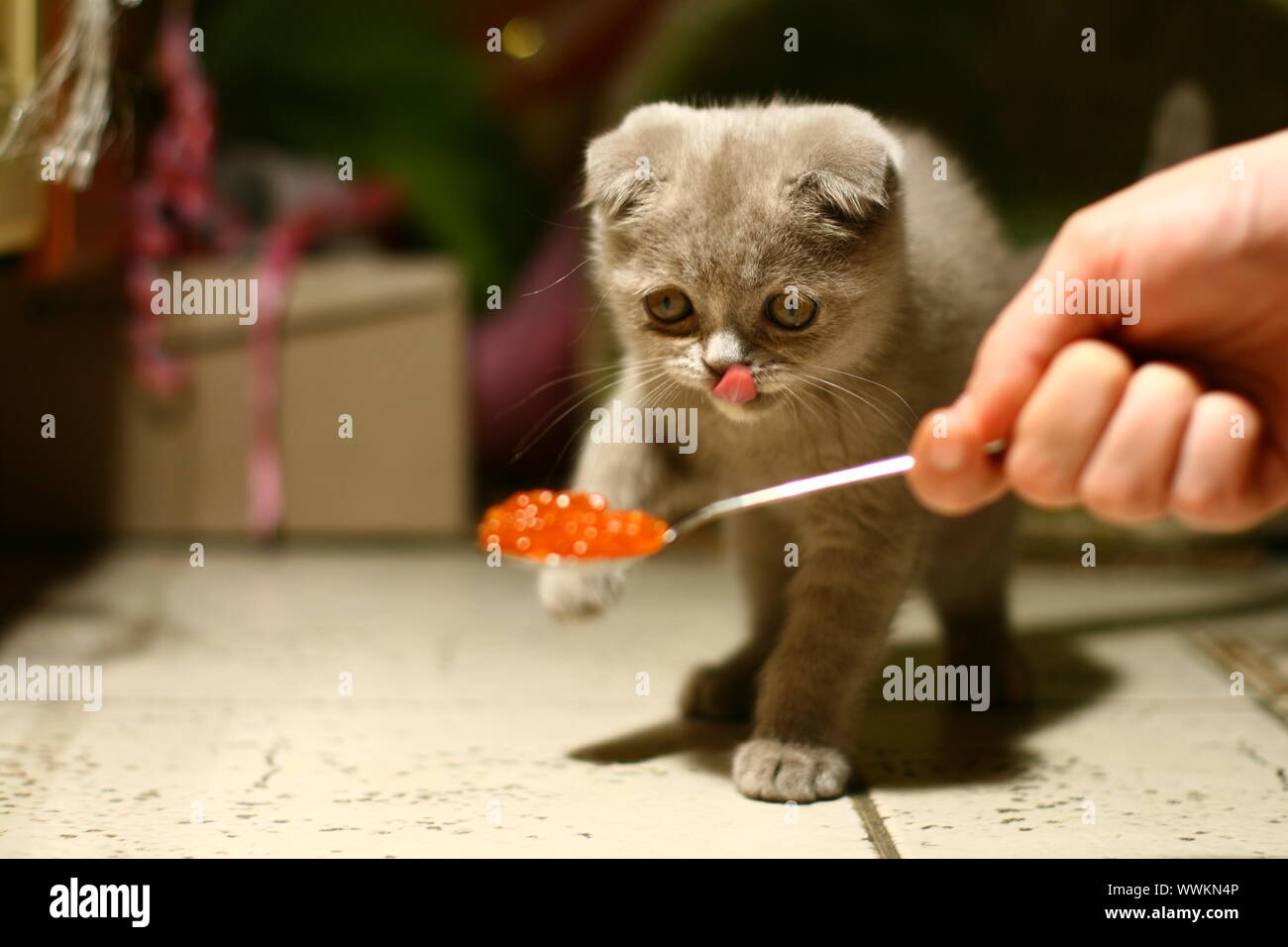 scottish fold Cat Gourmet like to eat Caviar Stock Photo - Alamy