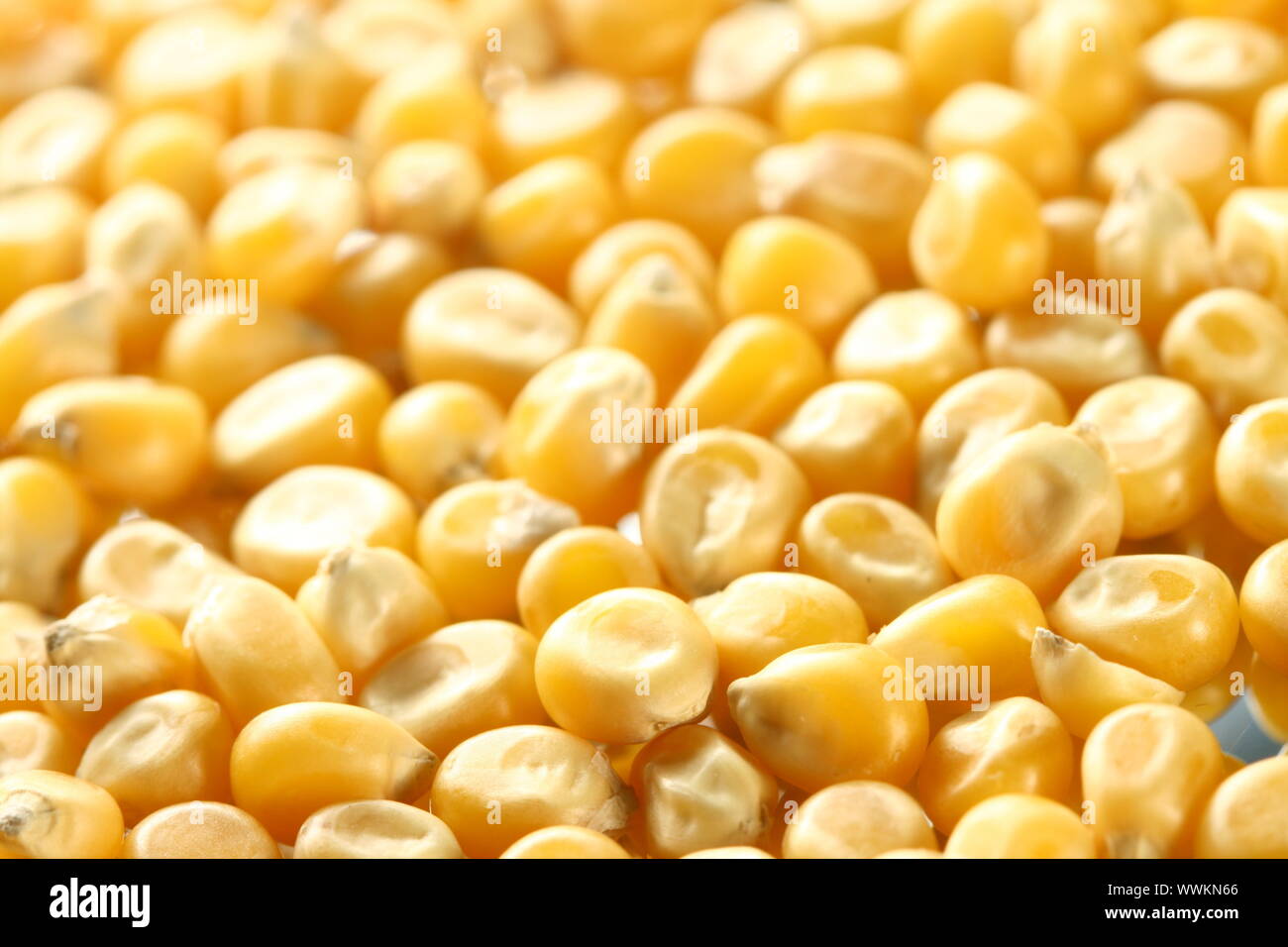 corn seeds nature food background Stock Photo - Alamy
