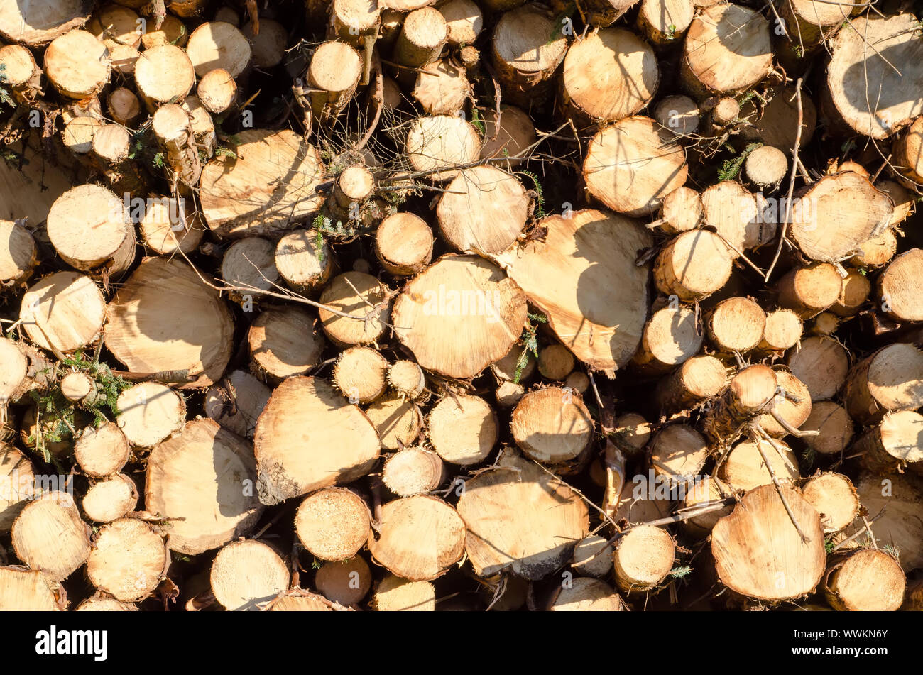Tree trunks stacked in the forest Stock Photo - Alamy