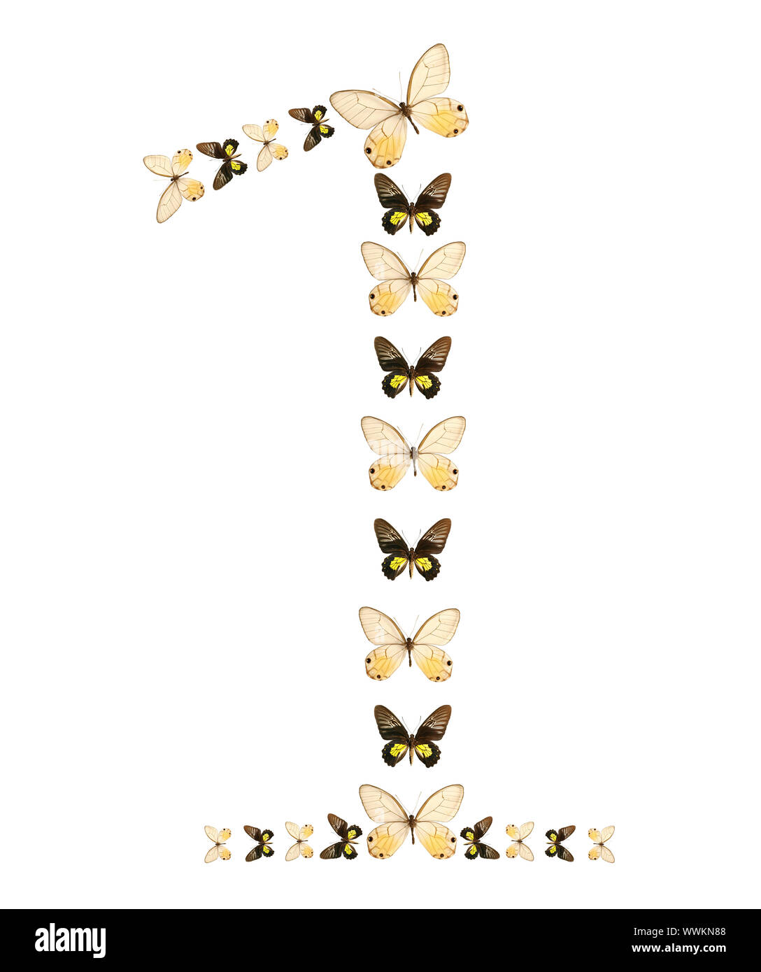 One number butterfly show isolated Stock Photo - Alamy