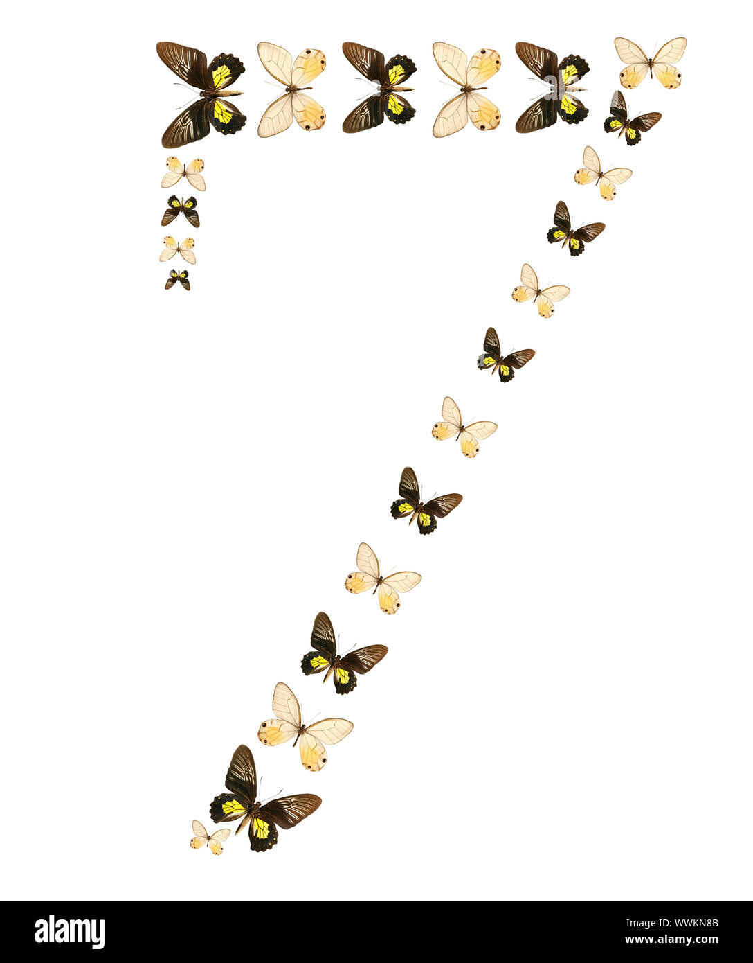 Seven number butterfly show isolated Stock Photo - Alamy