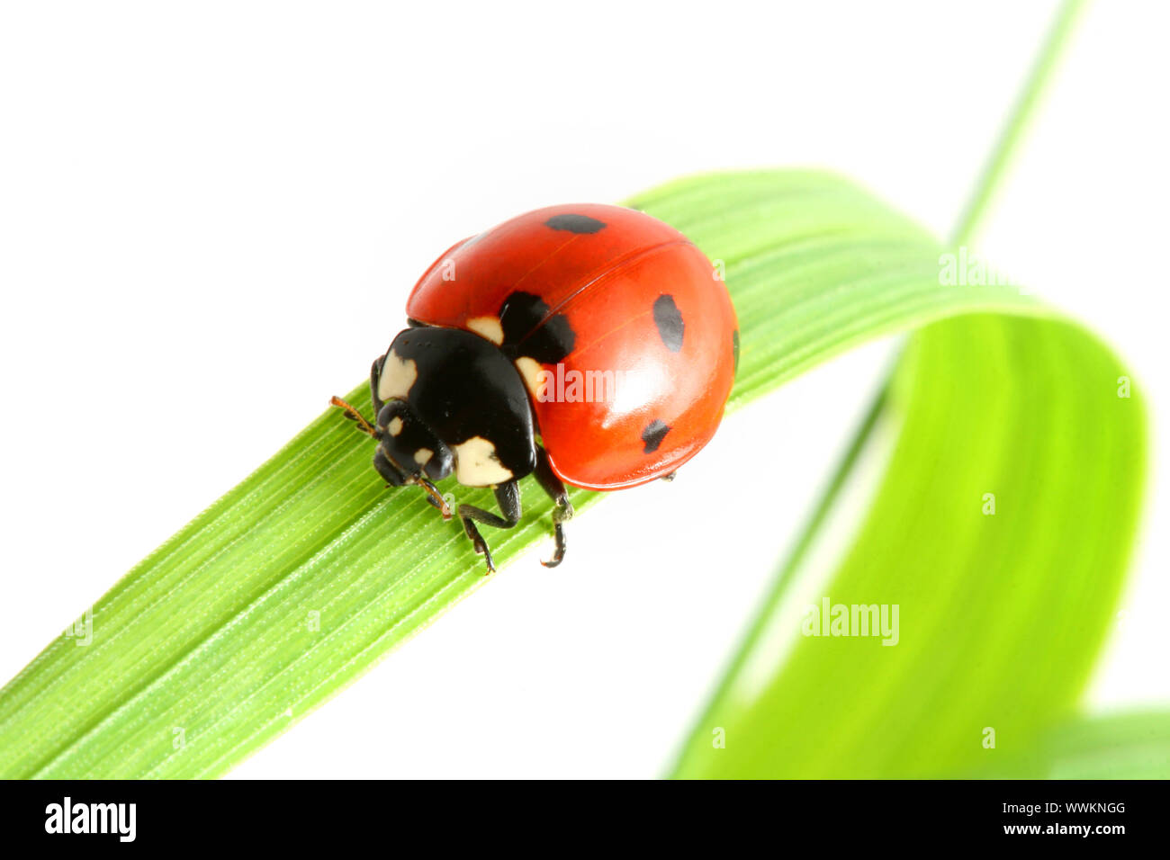 Zoology and botany hi-res stock photography and images - Alamy