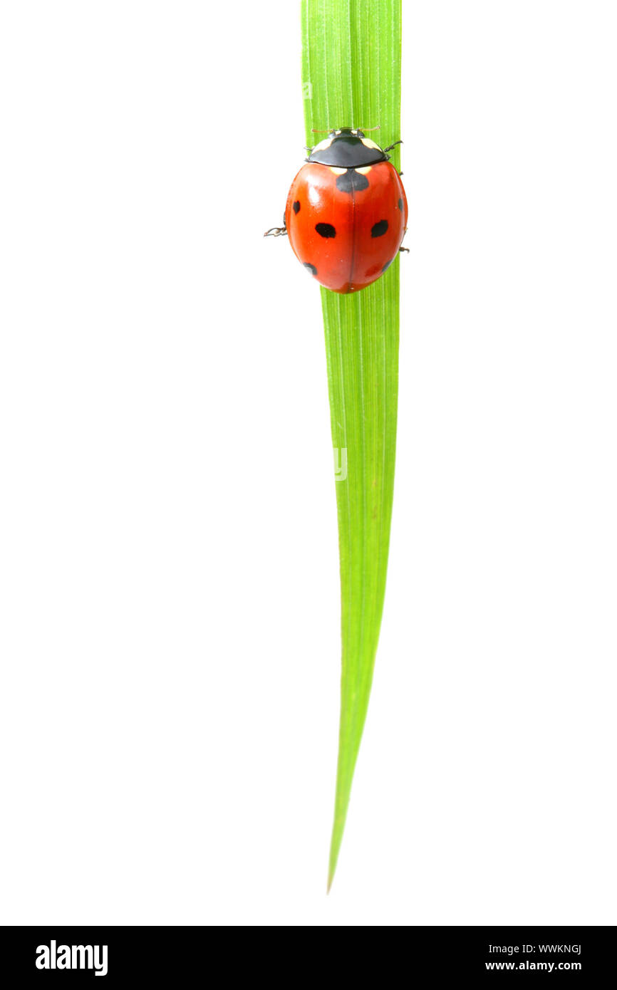 red ladybug on green grass isolated Stock Photo - Alamy