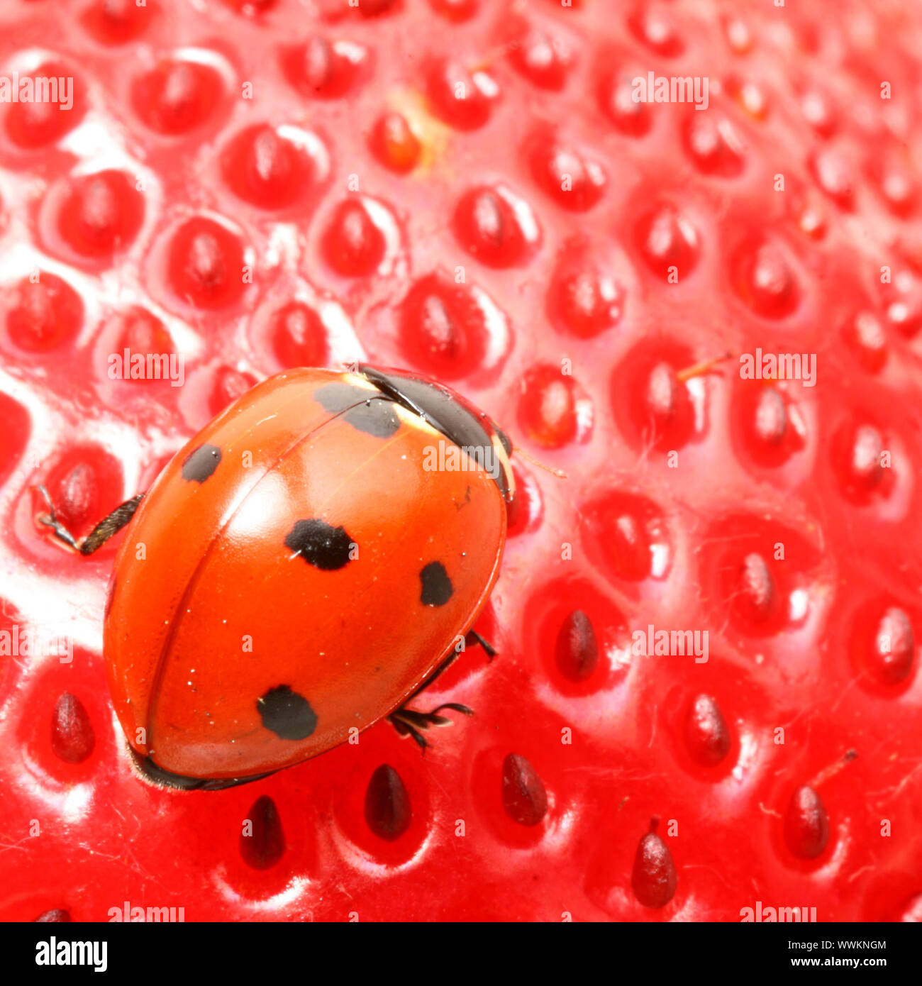 strawberry ladybug gourmet macro close up Stock Photo - Alamy