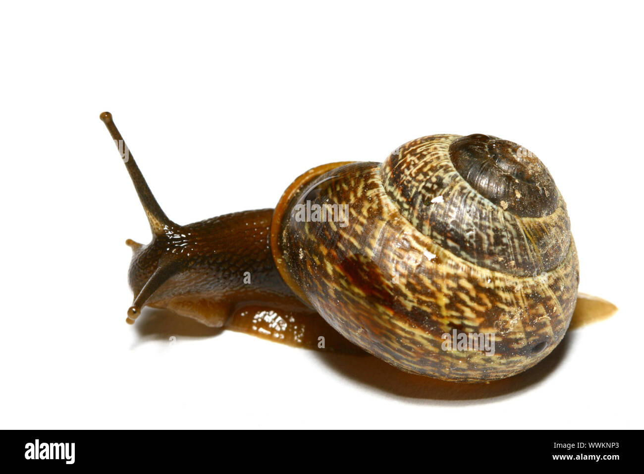 little shell macro close up isolated on white Stock Photo - Alamy
