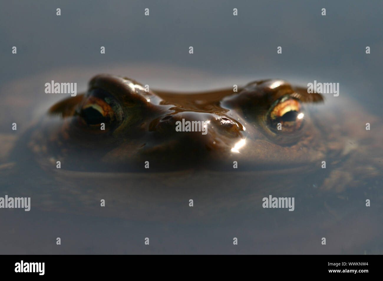 Funny Toad High Resolution Stock Photography and Images - Alamy