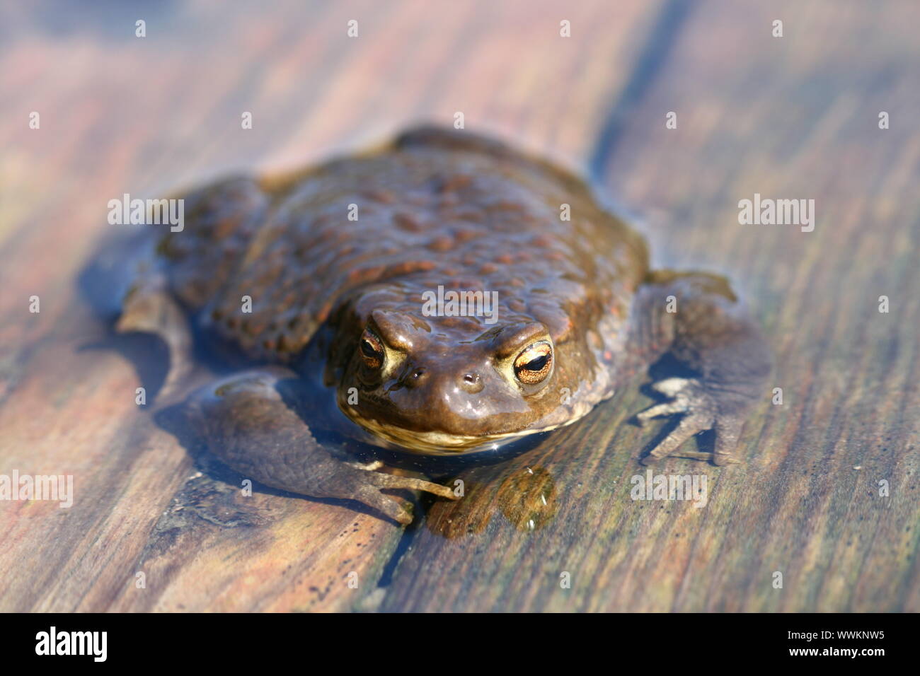 brown funny toad in water Stock Photo - Alamy