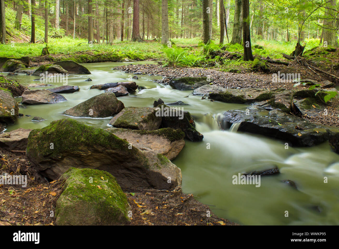 Mountain stream in a forest Stock Photo - Alamy