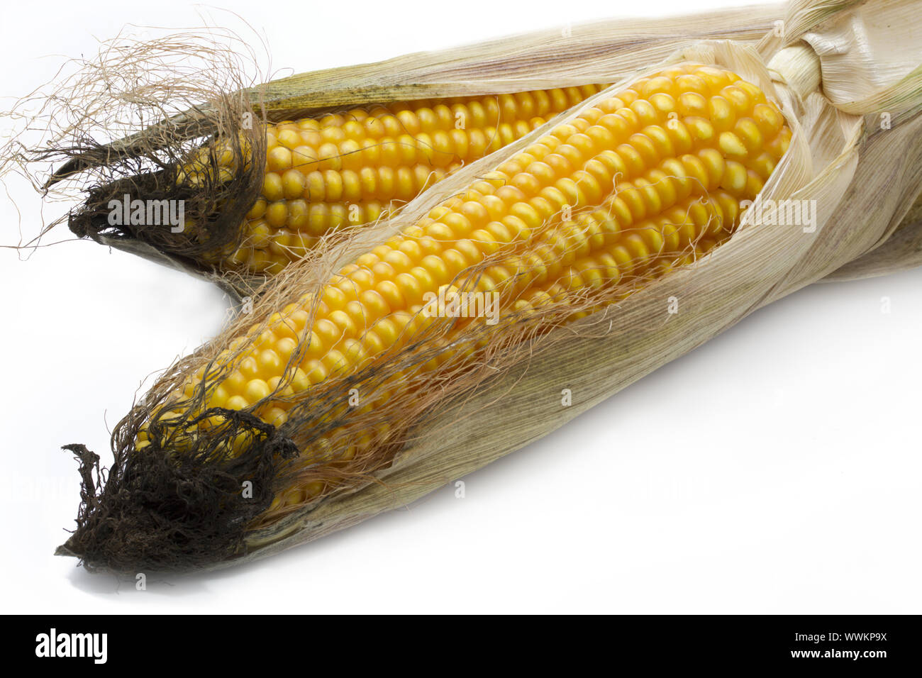 Fresh corncobs on a white background Stock Photo - Alamy