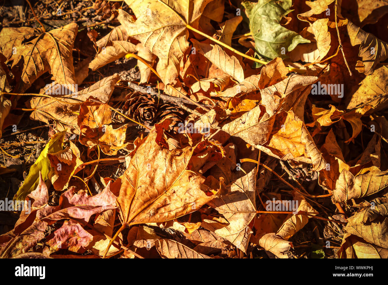 dry autumn leaves background Stock Photo - Alamy