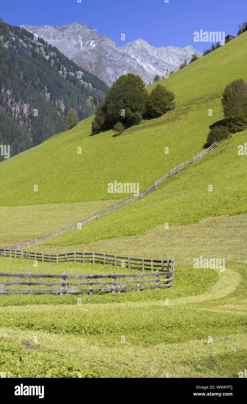Summer alpine meadow in South Tyrol, Italy Stock Photo - Alamy