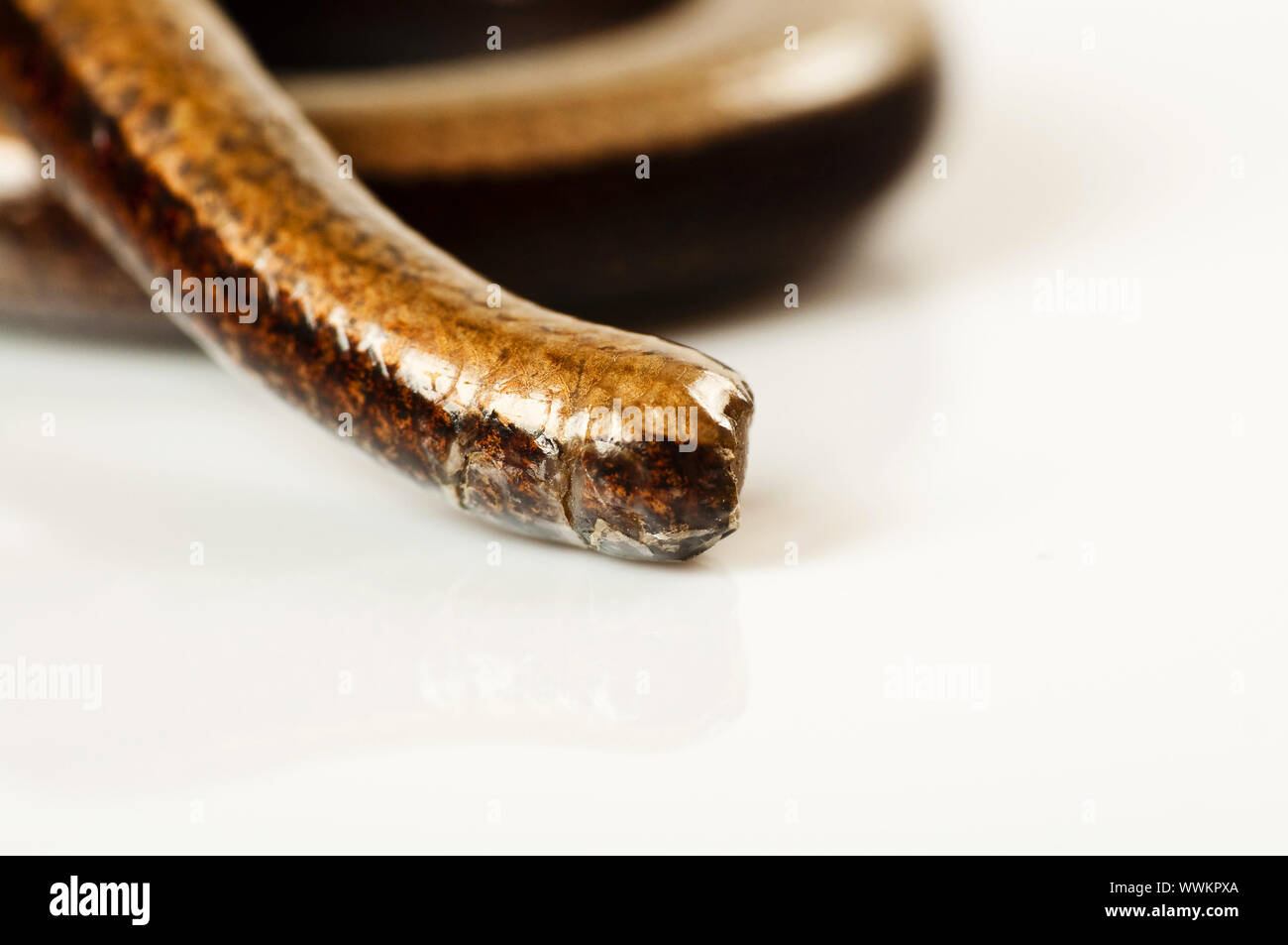 slow worm, healed fracture on tail Stock Photo - Alamy