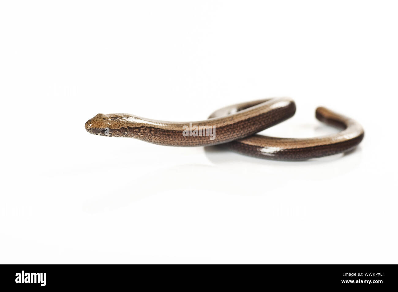 A blindworm hi-res stock photography and images - Alamy