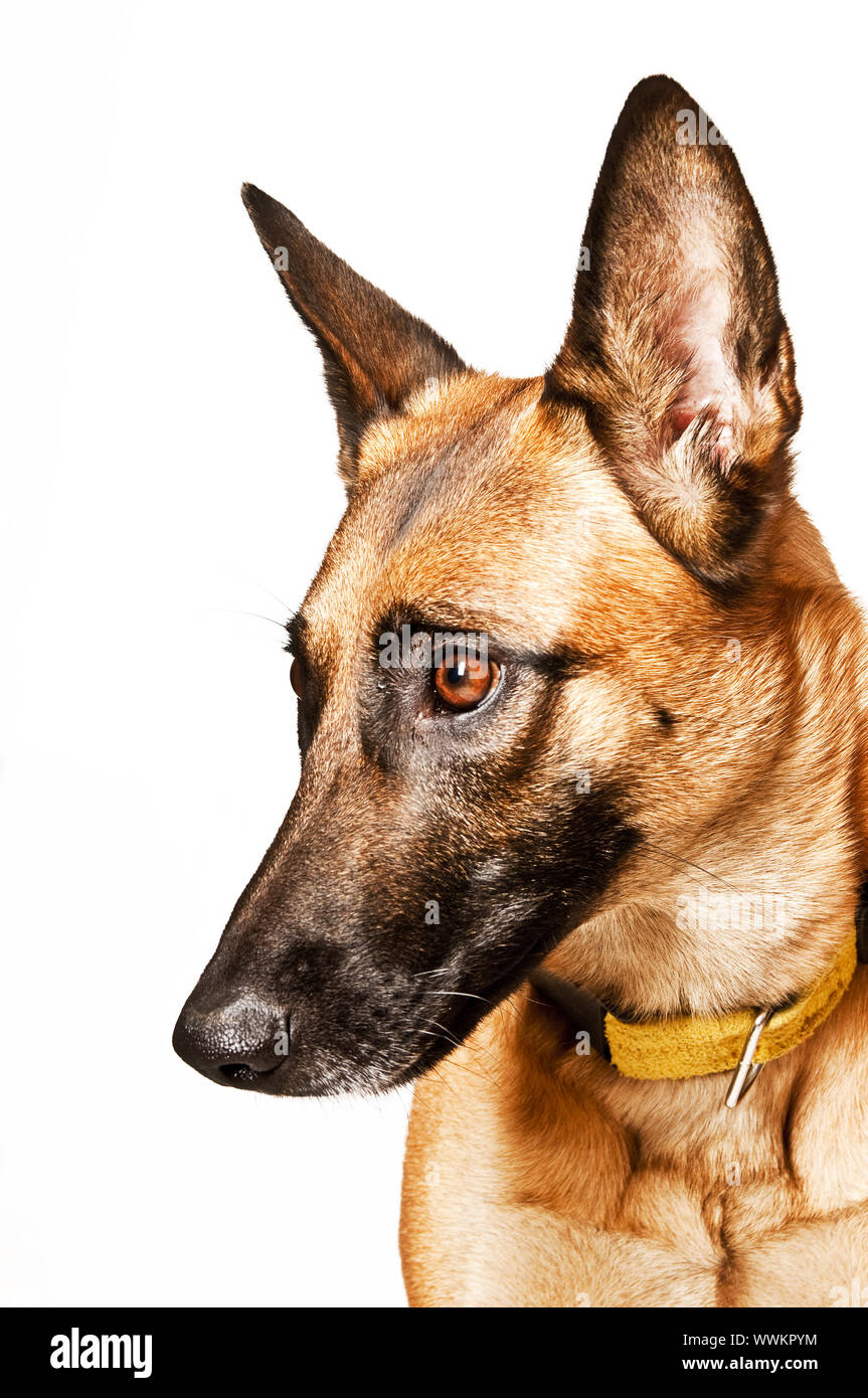 Malinois portrait on a white background Stock Photo - Alamy