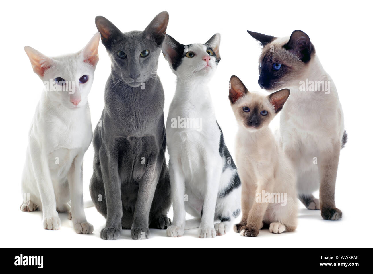 portrait of three oriental cats and two siamese cats in front of white ...