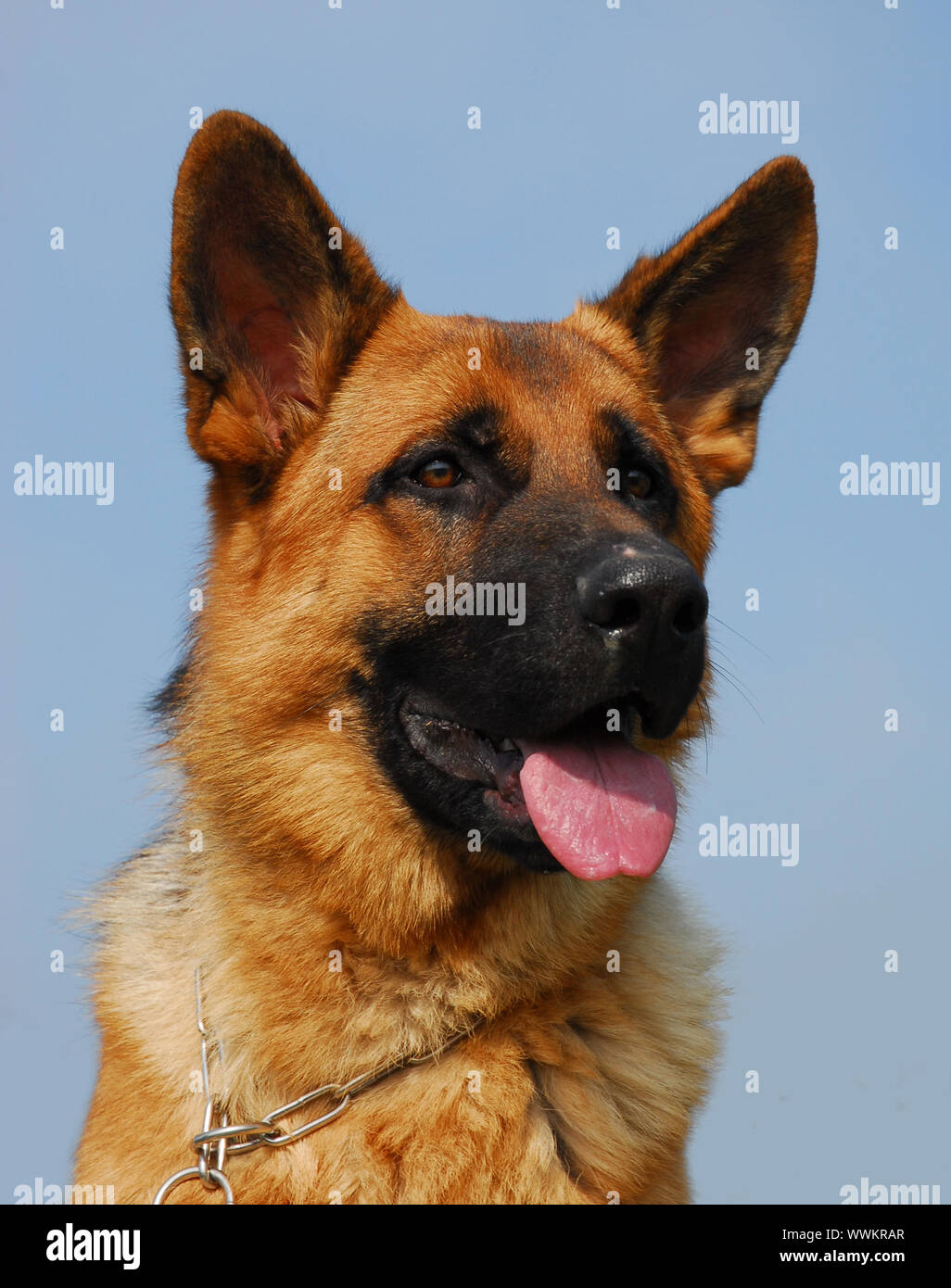 portrait of a purebred german shepherd outdoors Stock Photo - Alamy