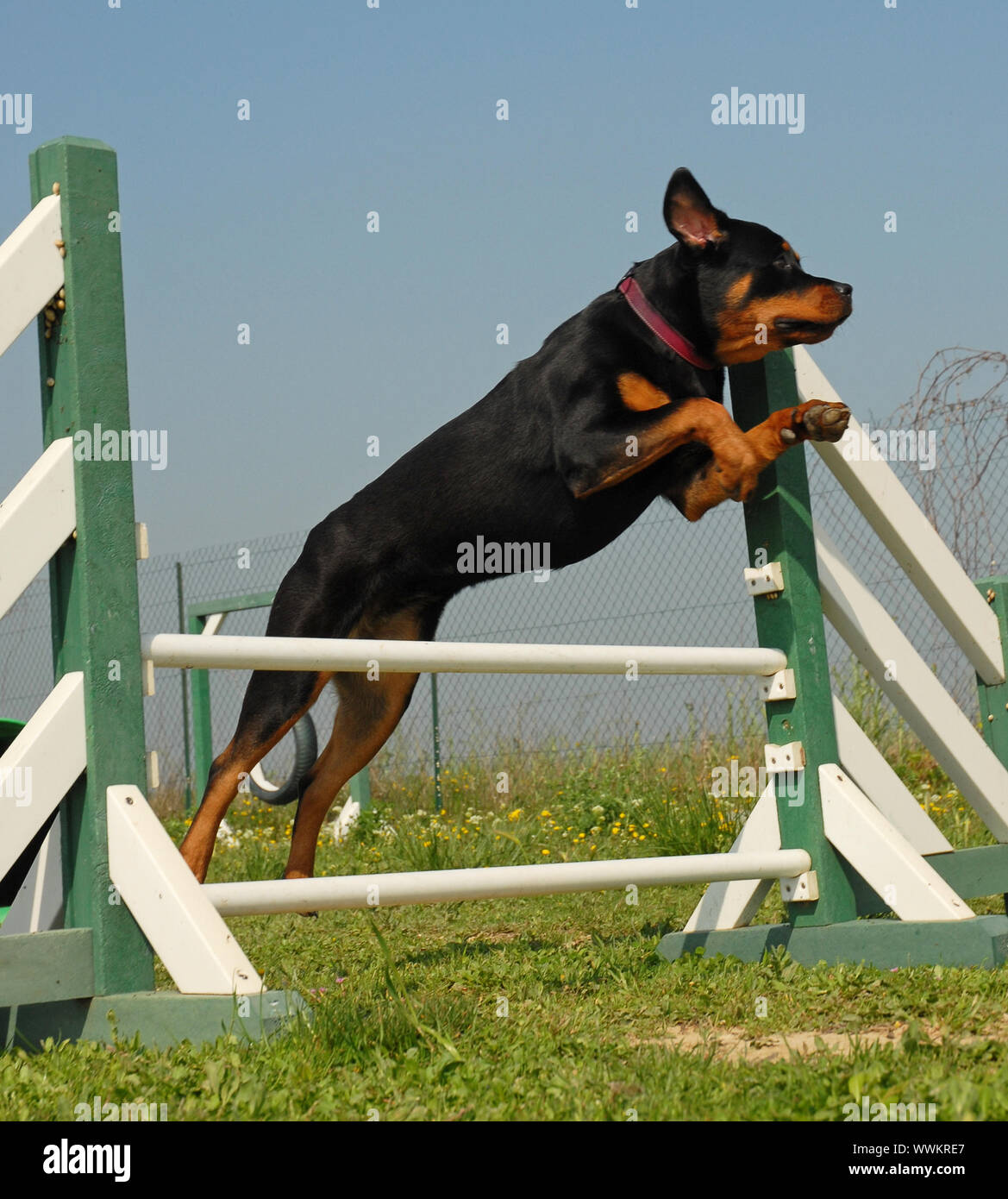 purebred rottweiler jumping in a training of agility Stock Photo - Alamy
