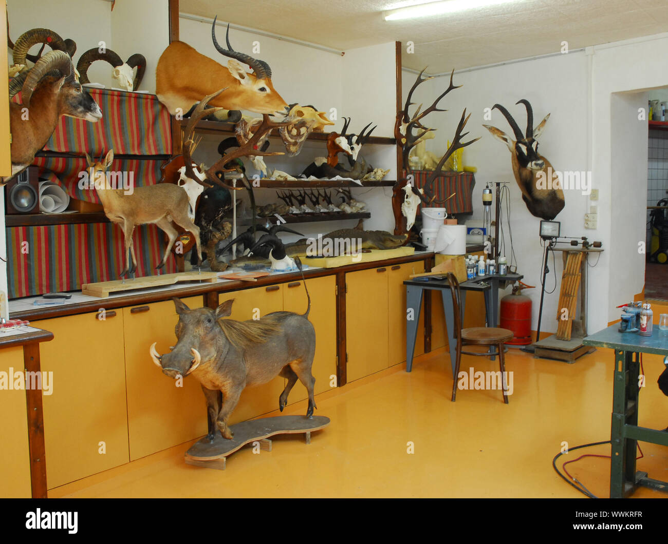 Taxidermy craft hi-res stock photography and images - Alamy