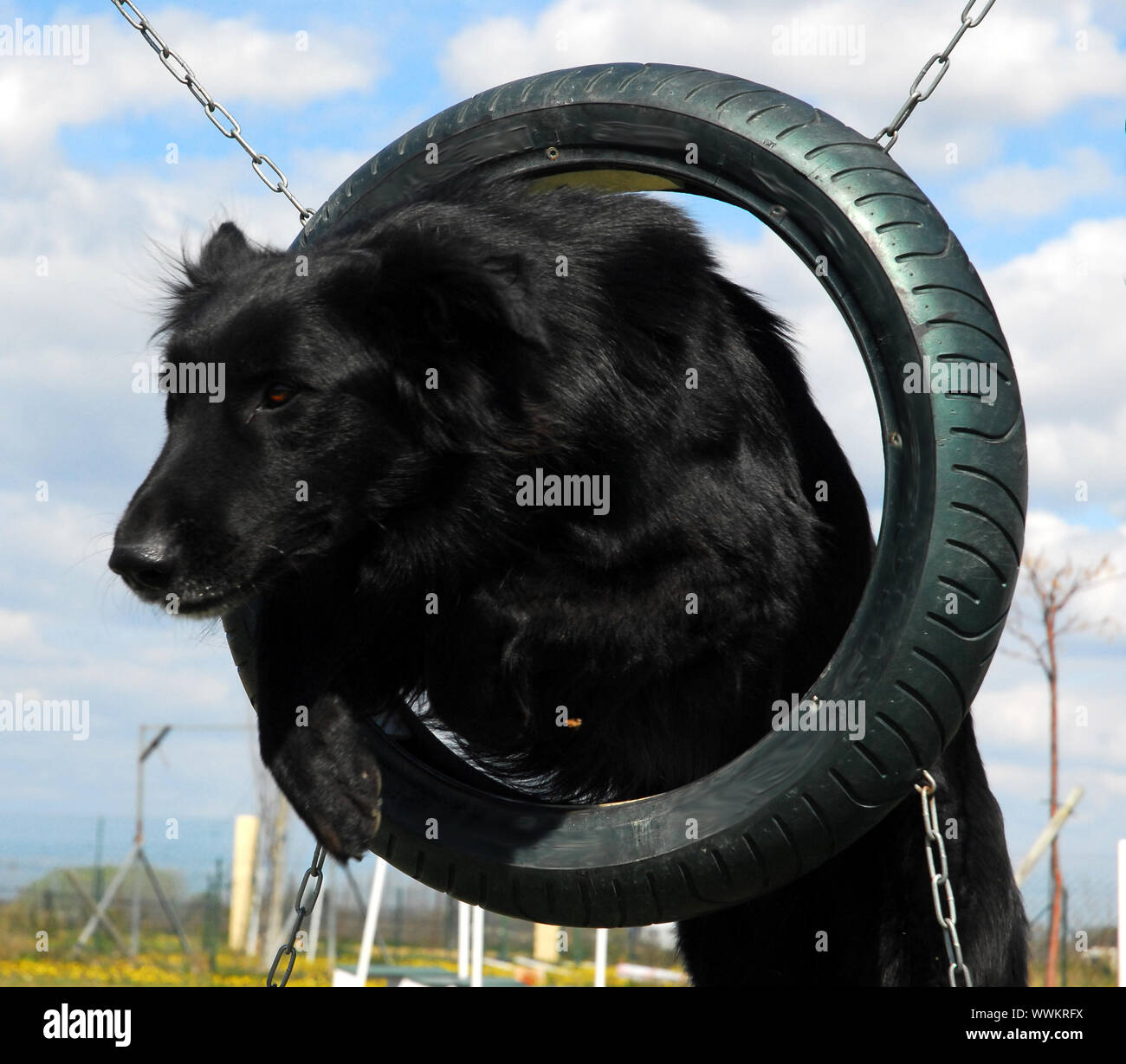 portrait of a purebred belgian sheepdog groenendael in an exercice of ...