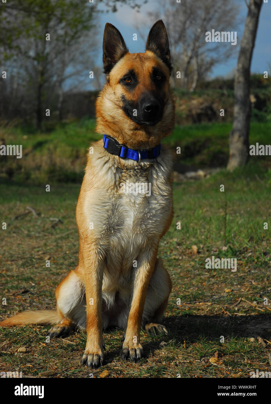 portrait of a purebred belgian sheepdog malinois Stock Photo - Alamy