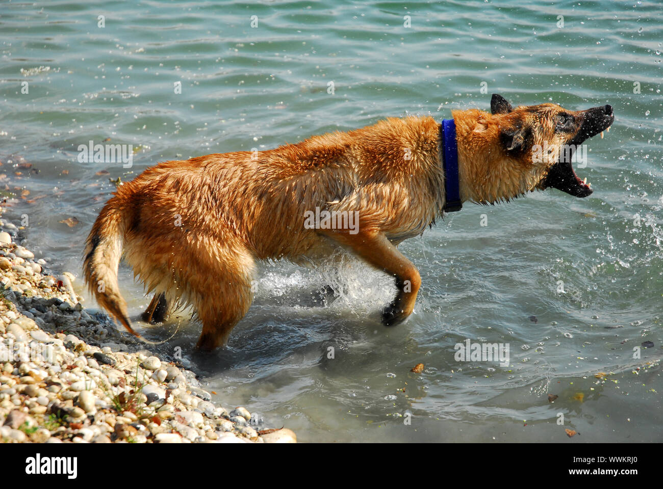 Are Sheepdog Aggressive