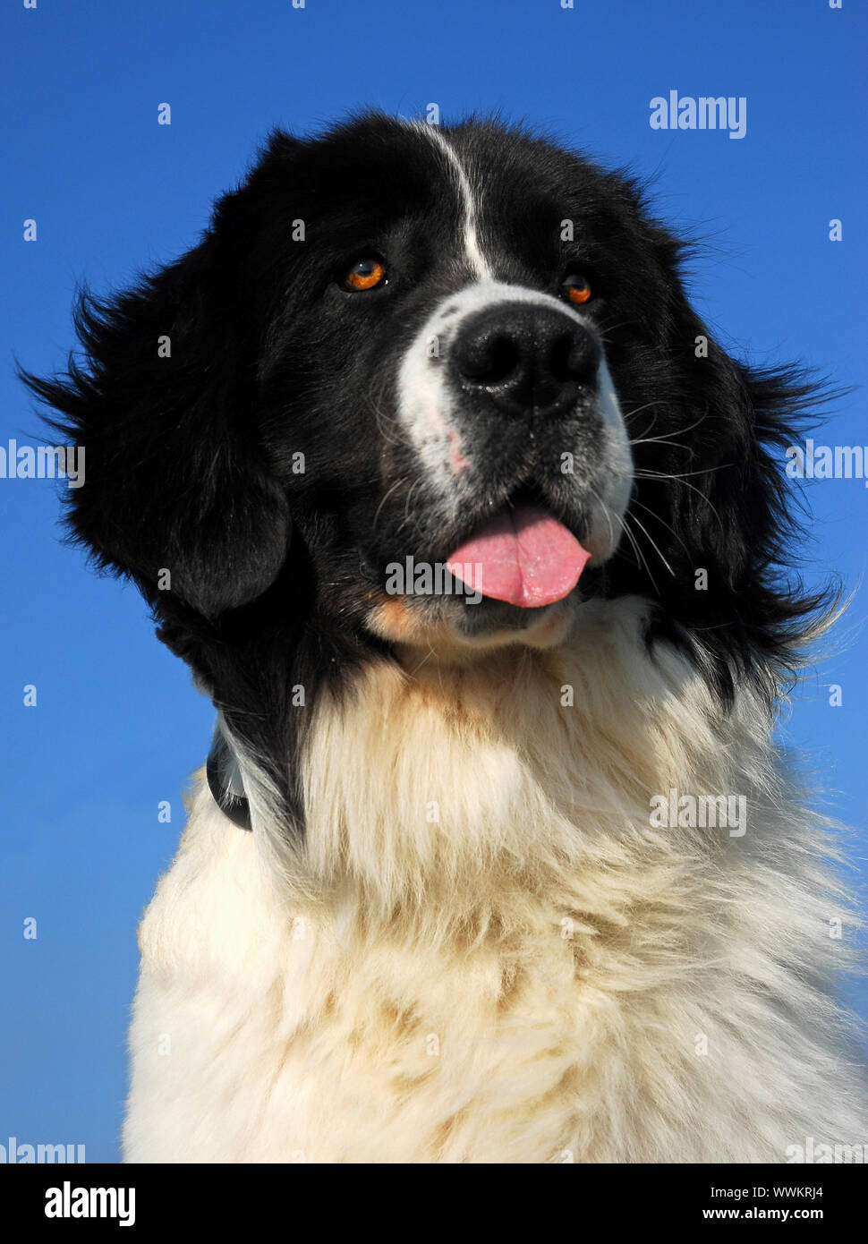 portrait of a purebred landseer in a blue sky Stock Photo - Alamy
