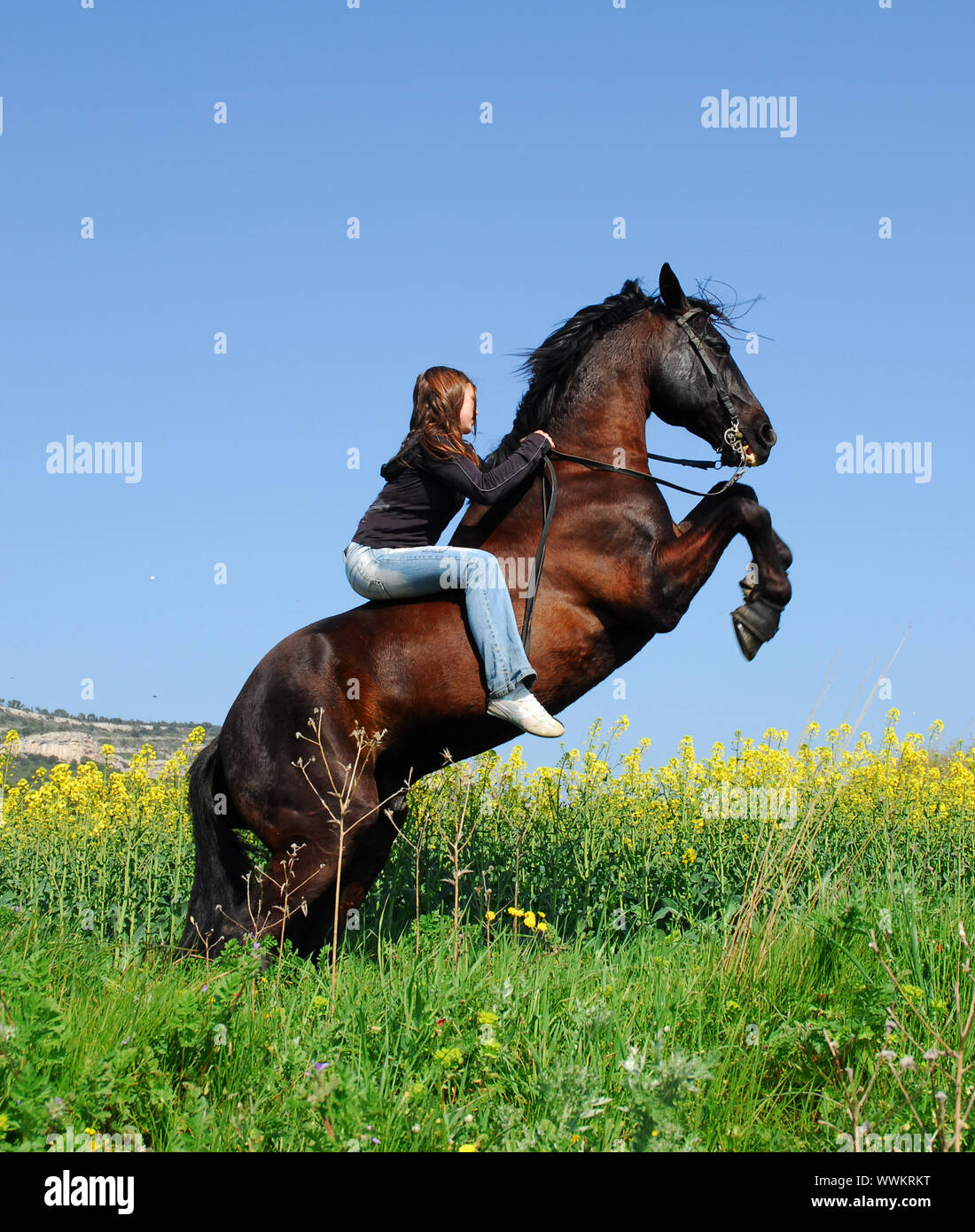Woman horse stallion rearing hi-res stock photography and images - Alamy