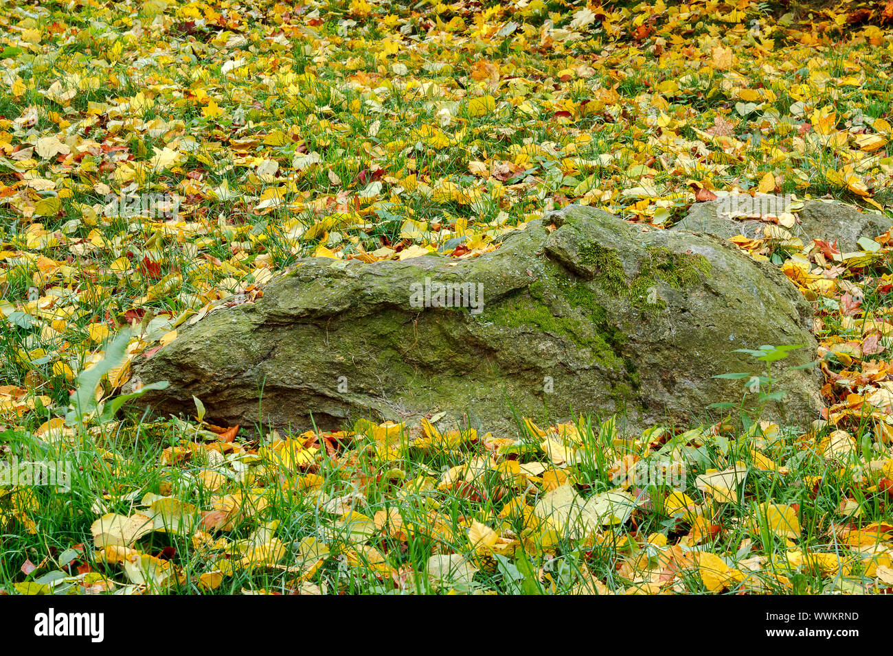 Fall orange and red autumn leaves on green ground Stock Photo - Alamy