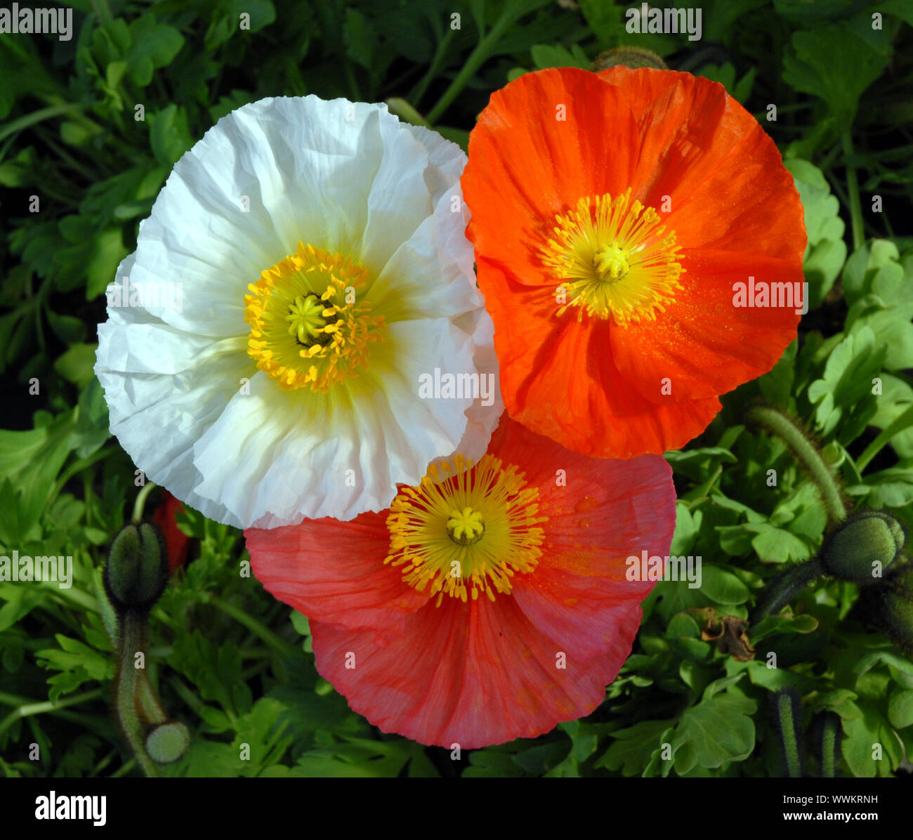 Opium Poppy ,Papaver somniferum, with many colors in a field Stock ...