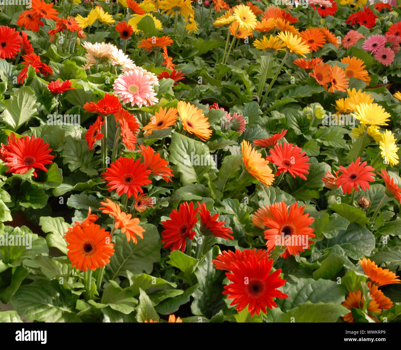 Gerberas hi-res stock photography and images - Alamy