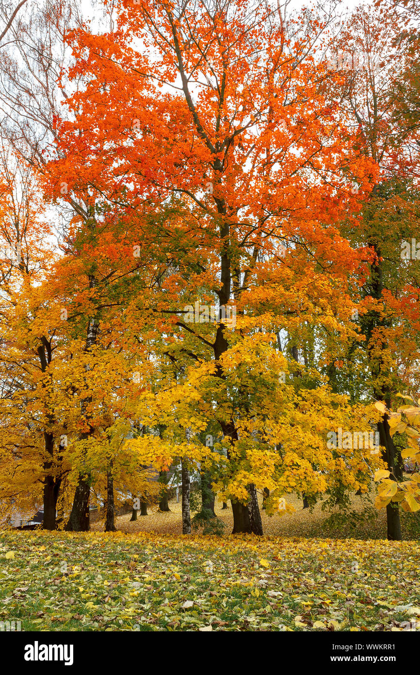 Maple tree in park in autumn Stock Photo - Alamy