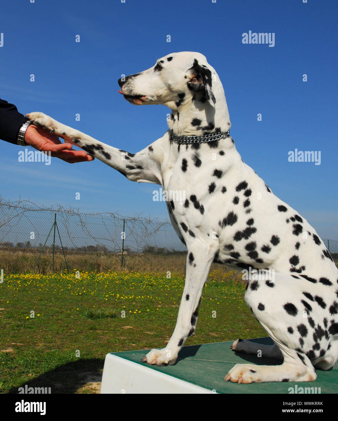 portrait of purebred dalmatian dog who giving his paw Stock Photo - Alamy