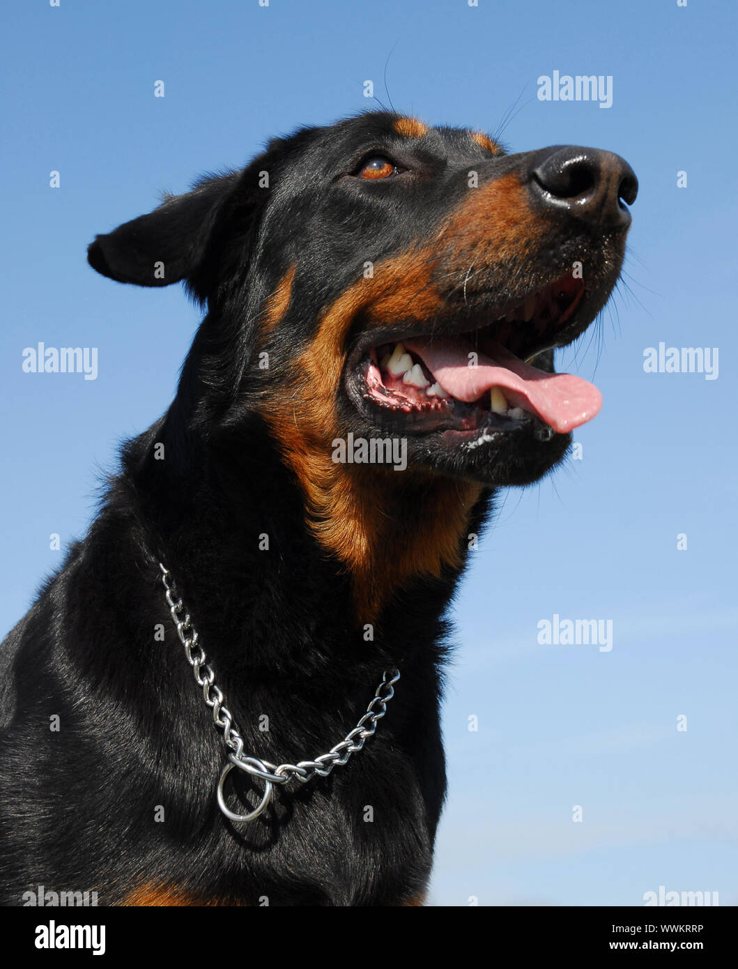 French sheepdog hi-res stock photography and images - Alamy