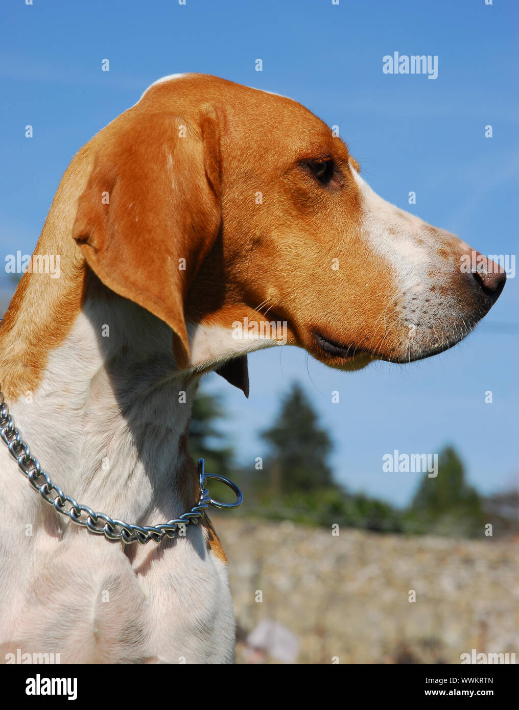 portrait of a purebred foxhound before the hunting Stock Photo - Alamy