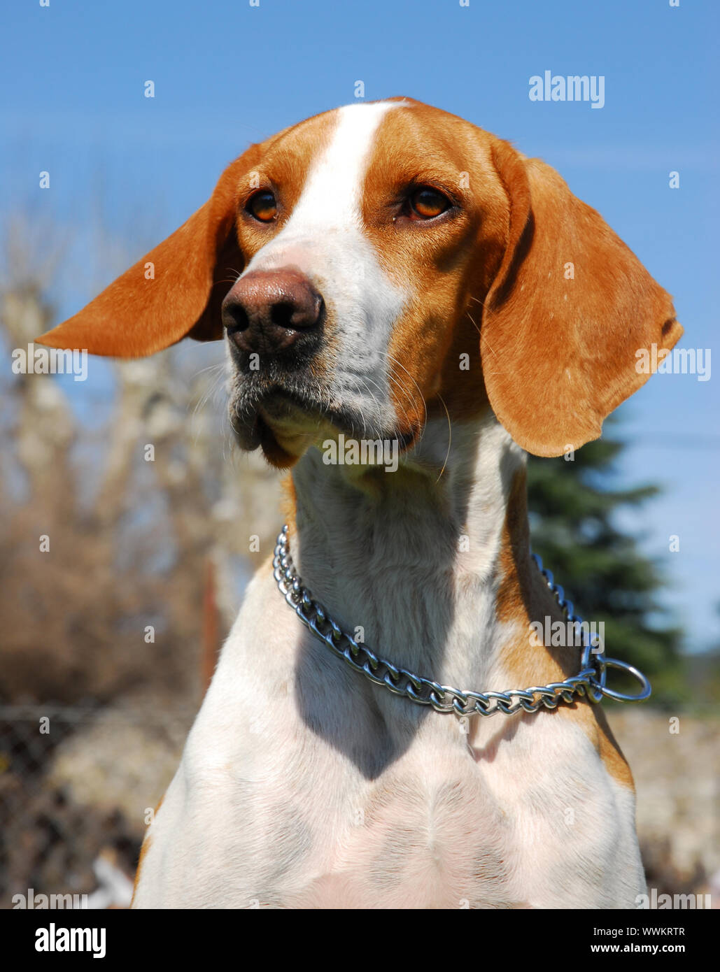 portrait of a purebred foxhound before the hunting Stock Photo - Alamy