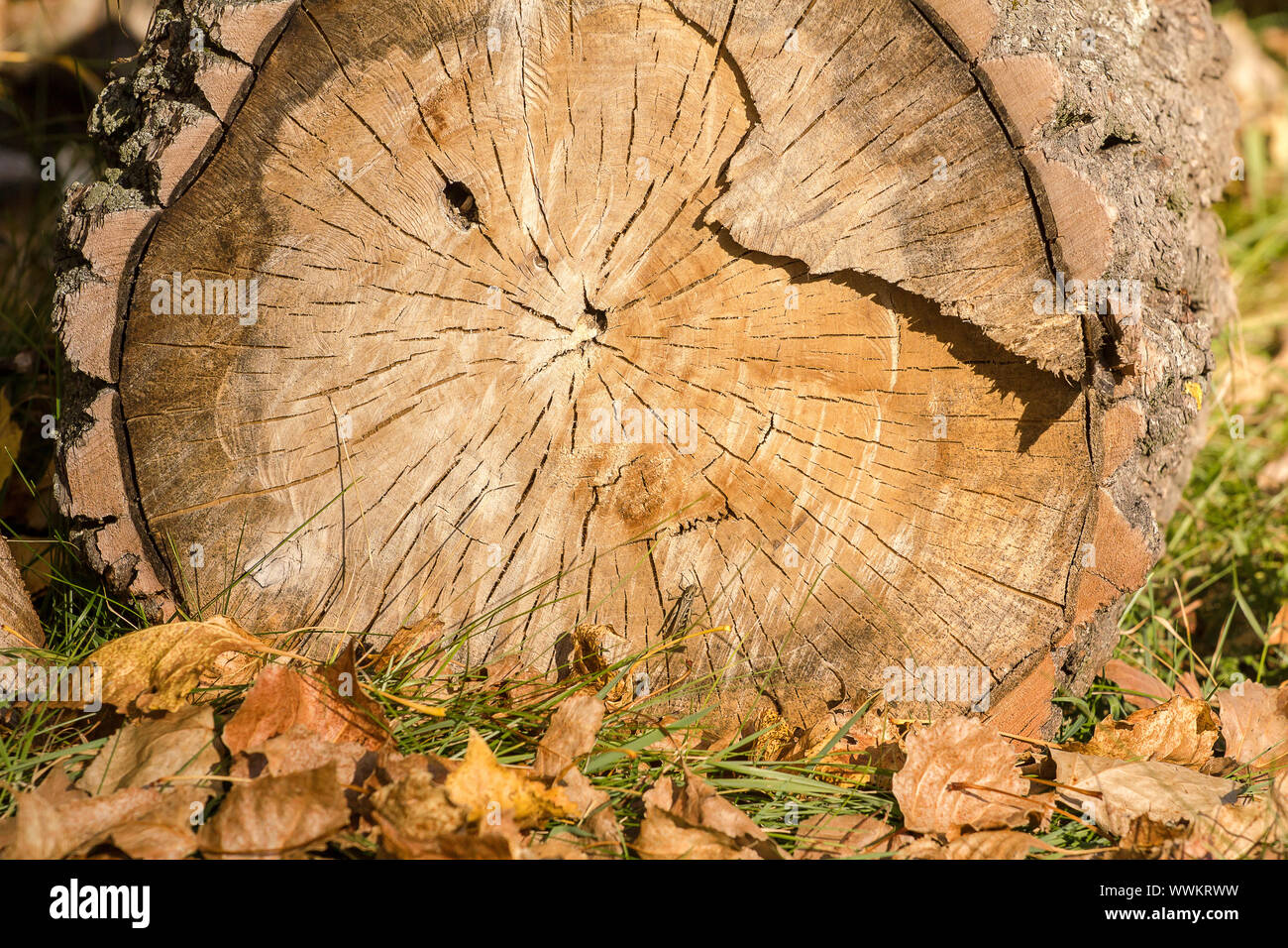 block of wood and autumn foliage Stock Photo - Alamy
