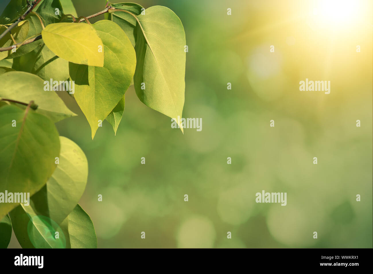 Green autumn background with shallow focus Stock Photo - Alamy
