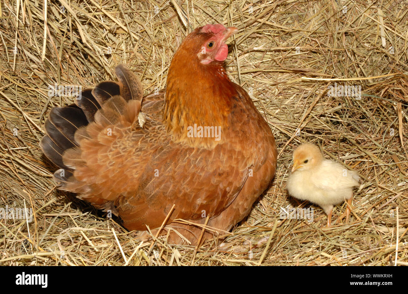 a chicken and her yellow chick in the straw Stock Photo - Alamy