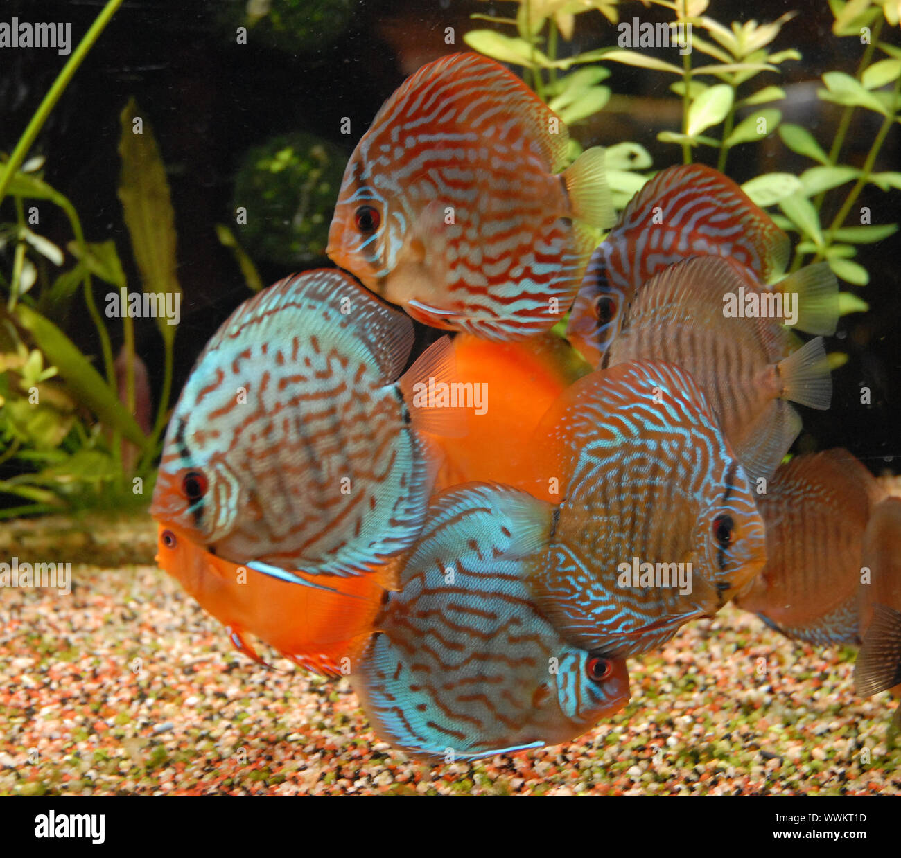 beautiful blue symphysodon discus in a aquarium Stock Photo - Alamy