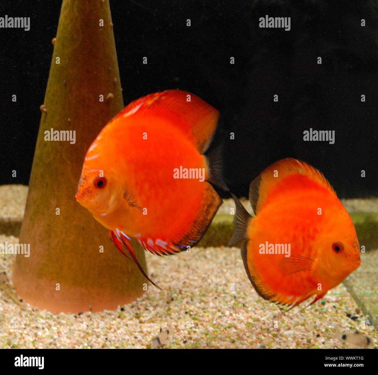beautiful red symphysodon discus in a aquarium Stock Photo - Alamy