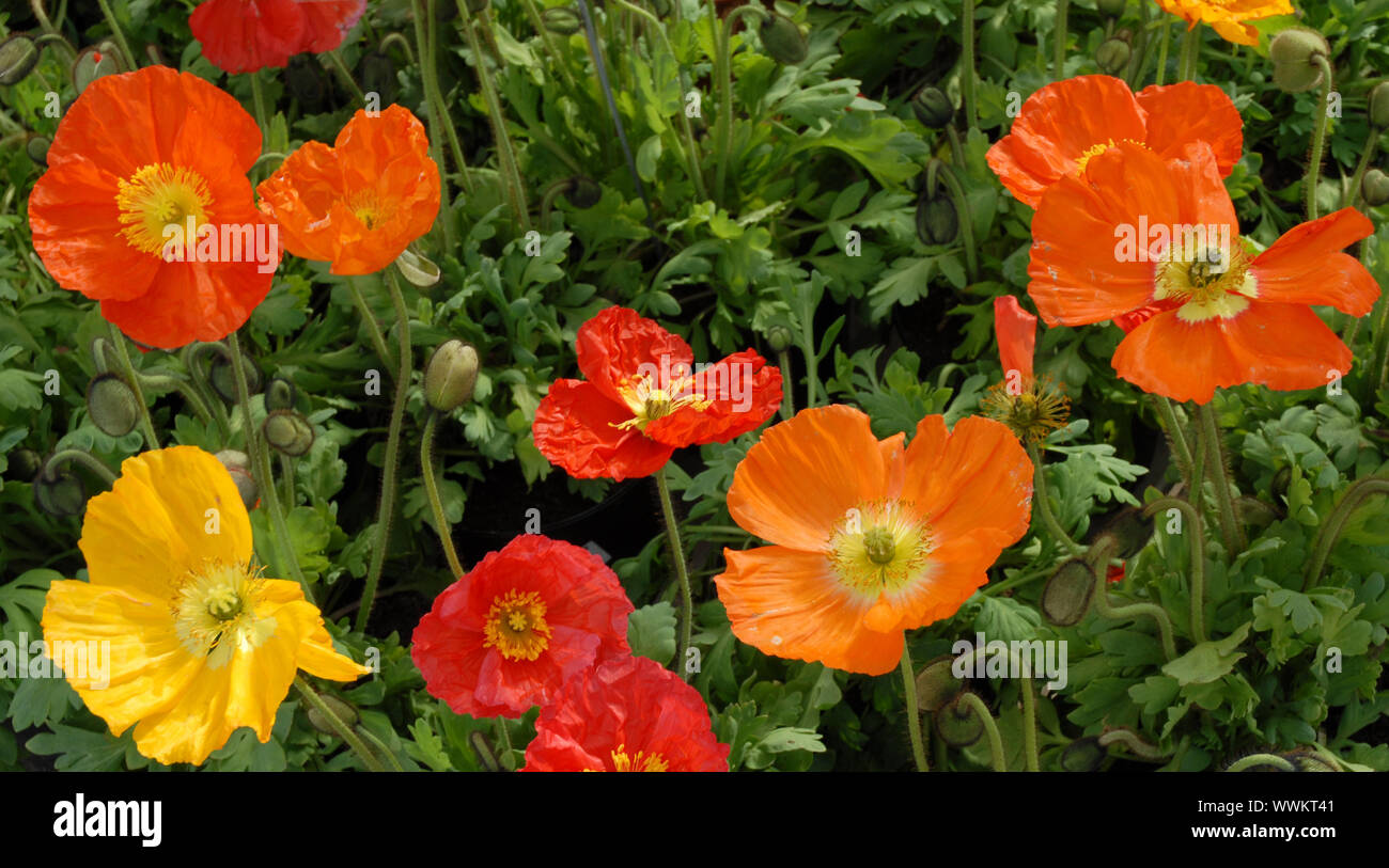 Opium Poppy ,Papaver somniferum, with many colors in a field Stock ...