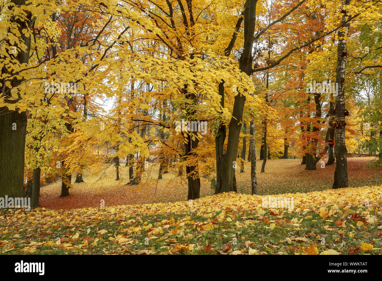 Autumn still life with yellow maple leaves Stock Photo - Alamy