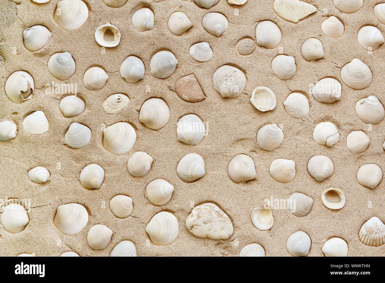 Shell carcass on the wall Stock Photo - Alamy