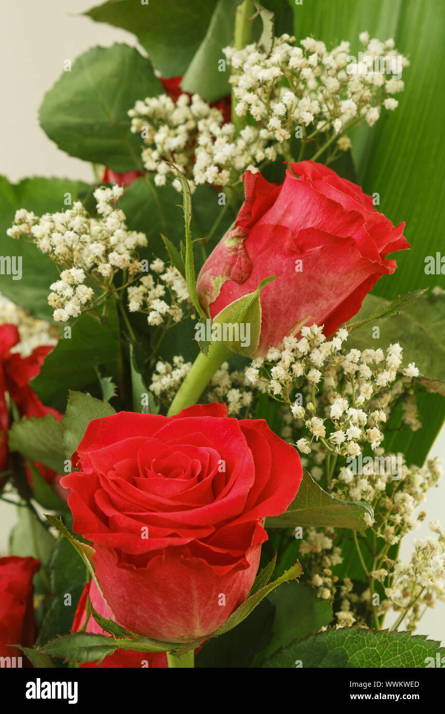 Bouquet of fresh red roses on white Stock Photo - Alamy