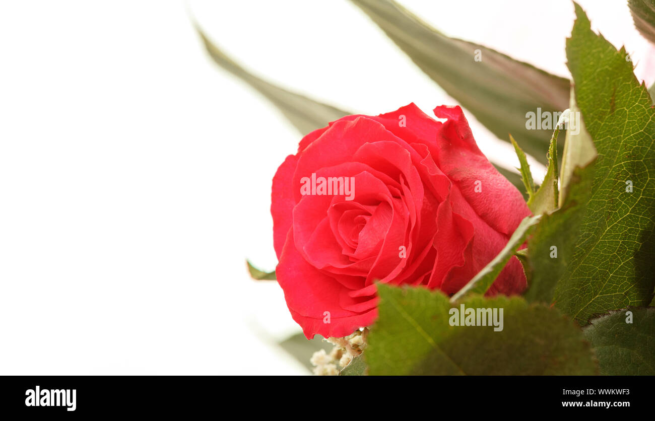 Bouquet of fresh red roses on white Stock Photo - Alamy