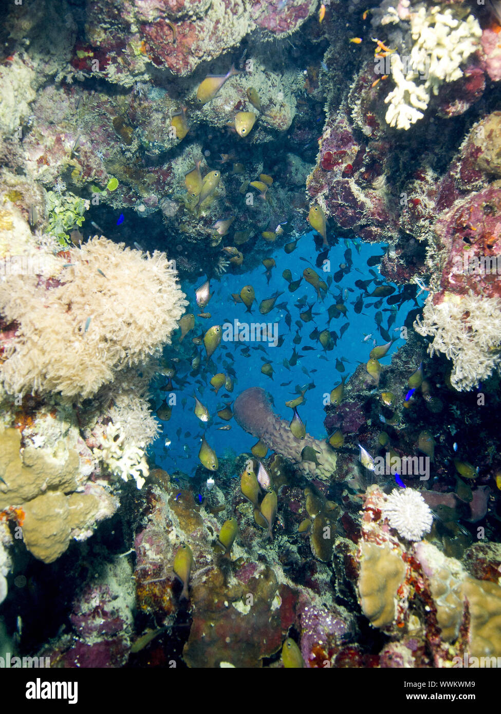 Red sea sweepers hi-res stock photography and images - Alamy
