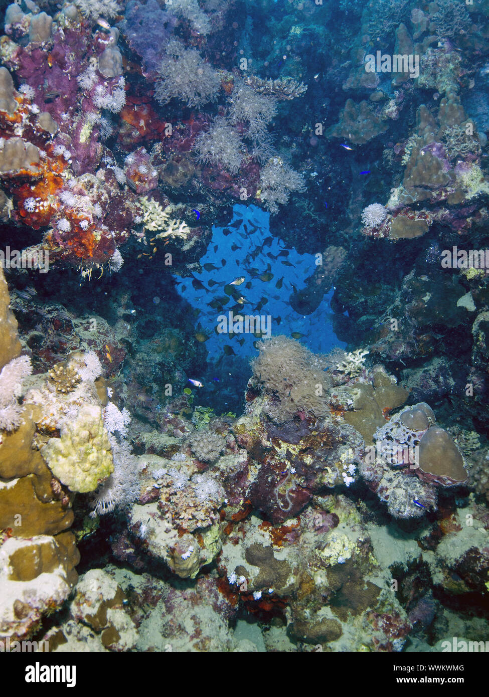Sweepers (Pempheris vanicolensis Stock Photo - Alamy