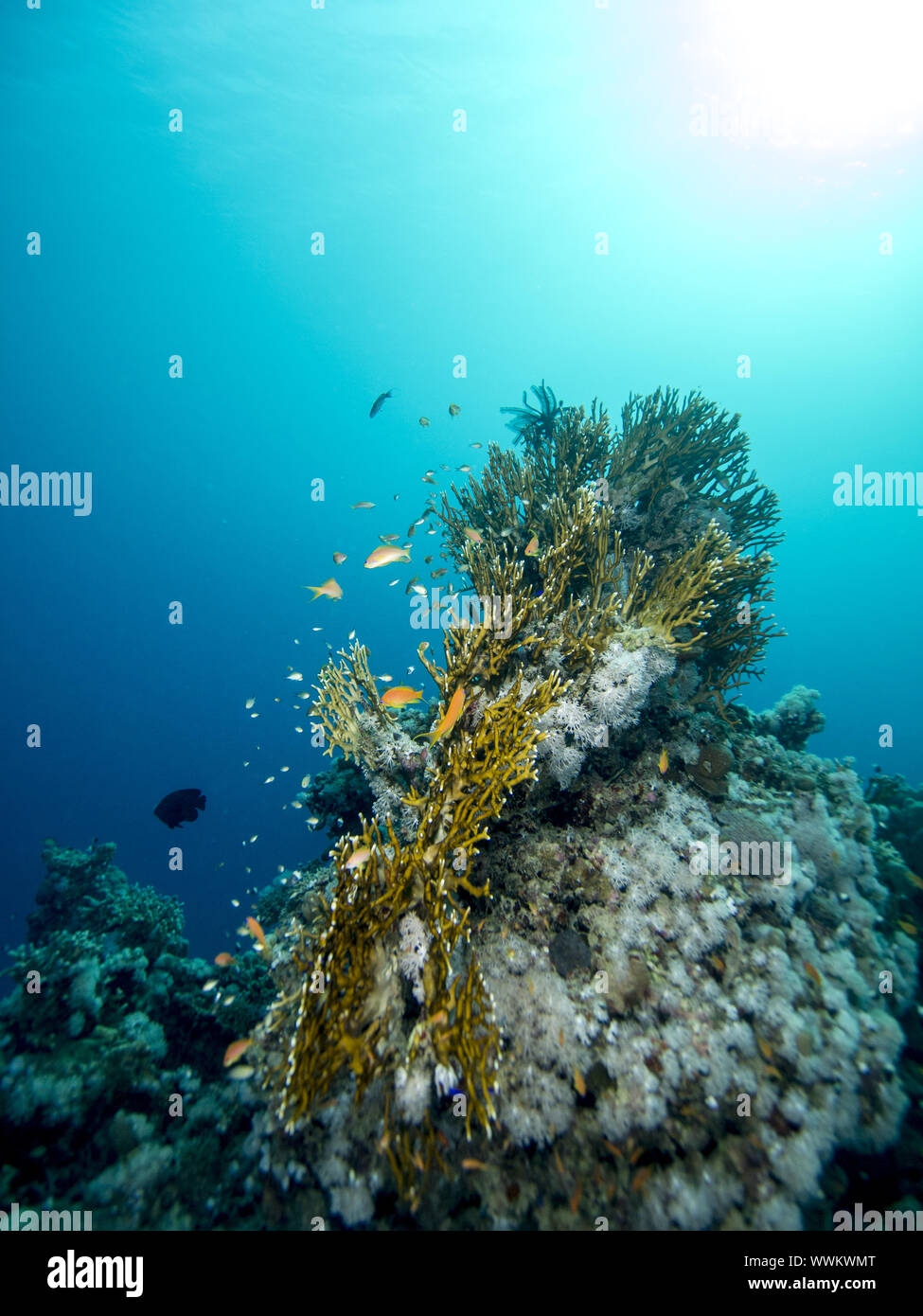 Fire coral hi-res stock photography and images - Alamy